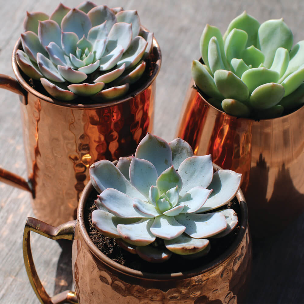 DIY: Copper Mug Succulents – Copper Mug Co.